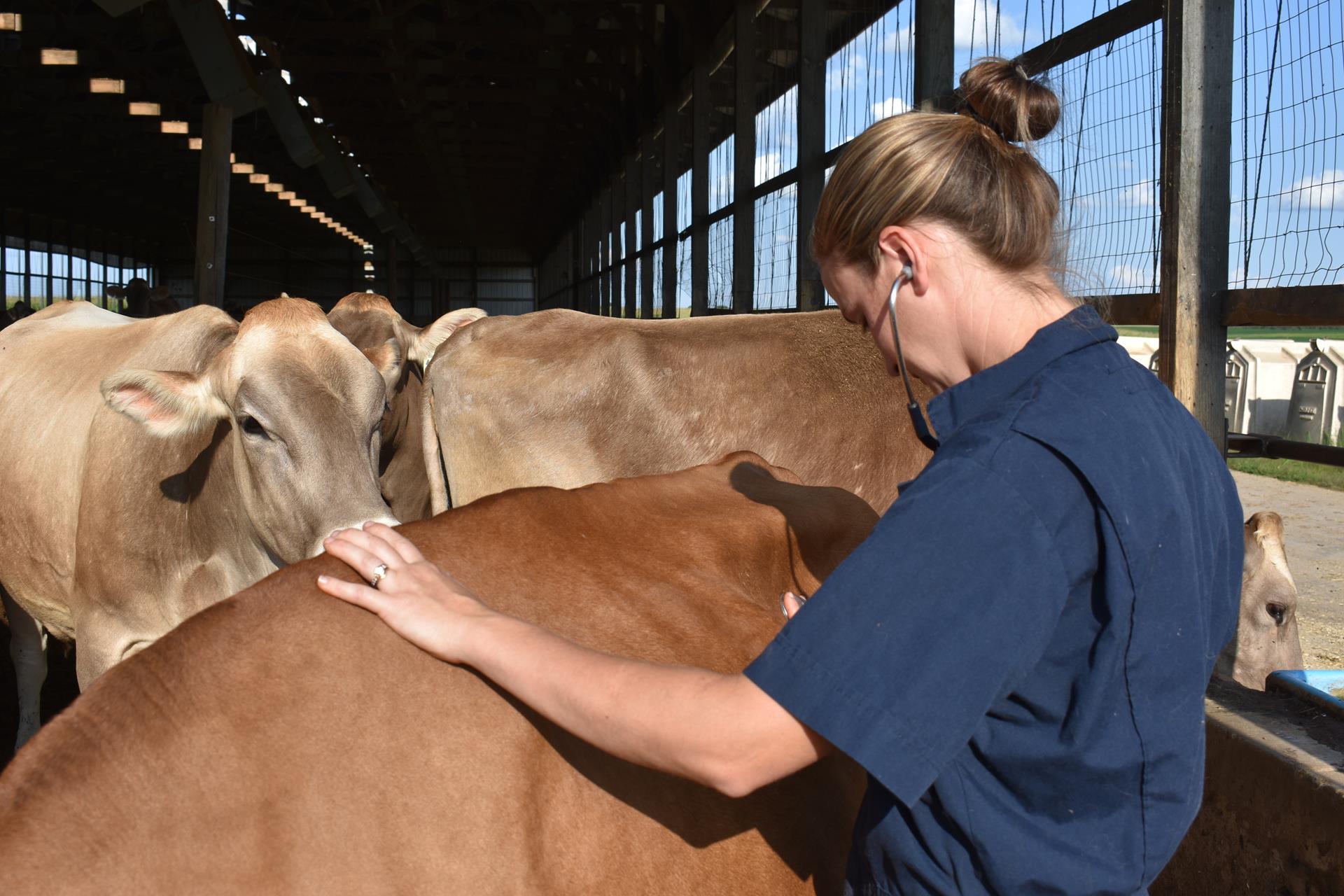 Veterinary Services in St. James, MN | St. James Veterinary Clinic